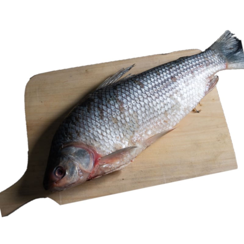 Bocachico Congelado Importado x 500g - Supermercado Megatiendas